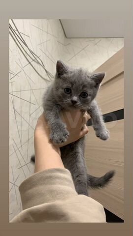 Шотдандские котята