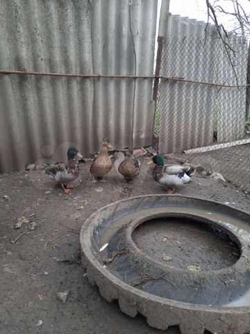 Продам подсадных утки все все вопросы по телефону