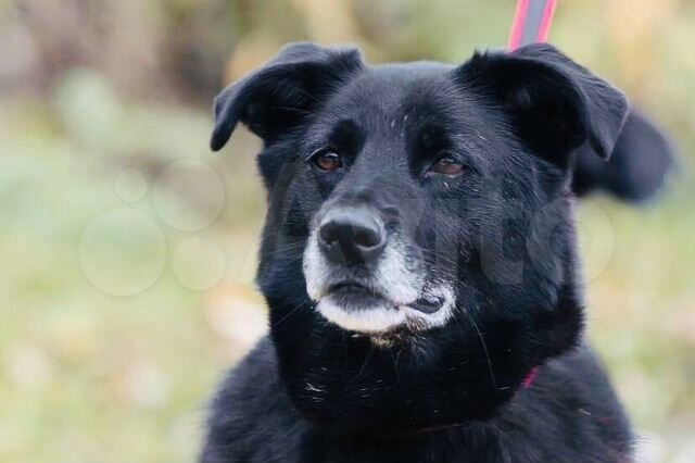 Маленький и задорный Клайд ищет дом