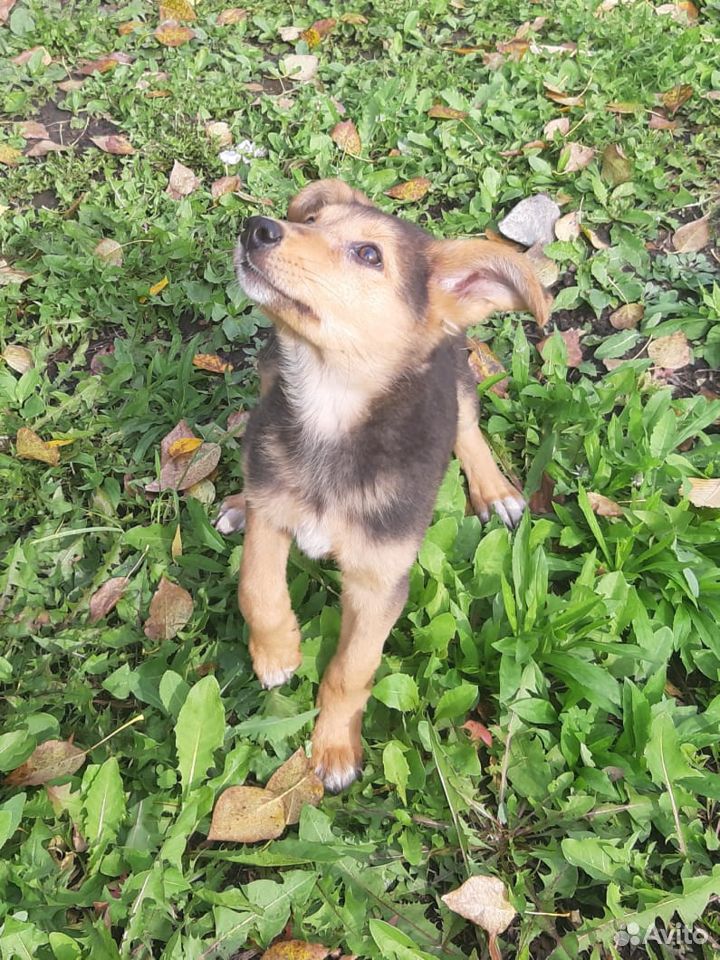 В добрые руки