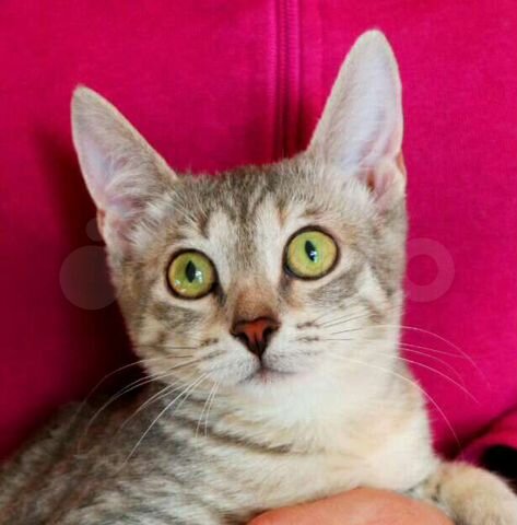 Мика-очень ждет доброе сердце, 5 месяцев