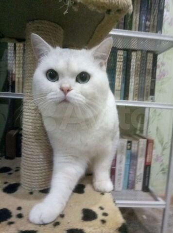 Вязка с котом