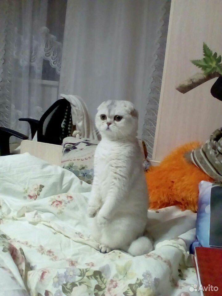 Шотландская милота