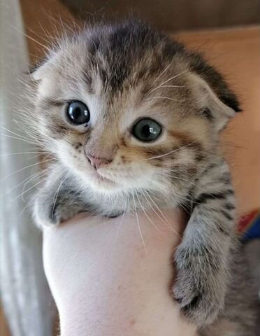 Кошечка порода шотландская