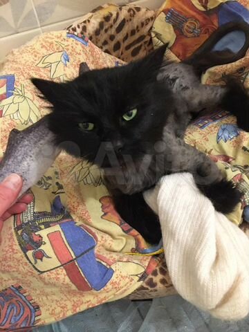 Черный кот Кевин