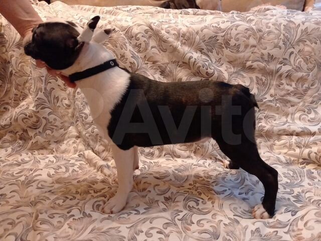 Кобели Бостон Терьер