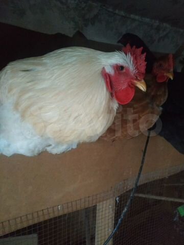 Куры петухи брама