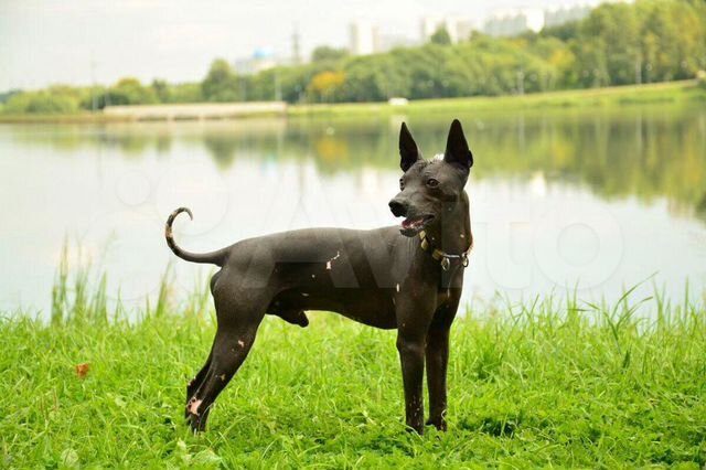 Ксолоитцкуинтли вязка