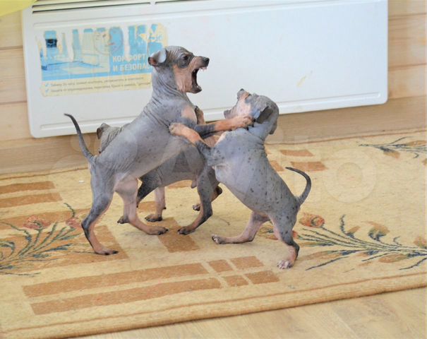 Девочки и мальчики агт