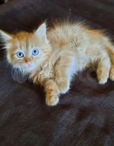 Рыжий котенок