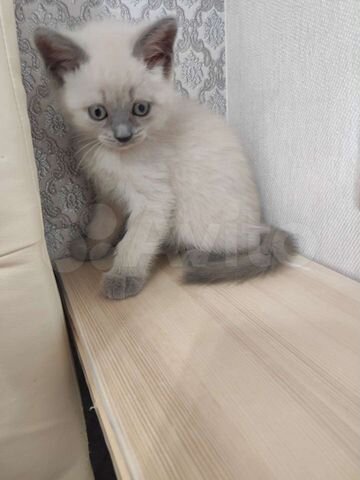 Вислоухая и прямоухая