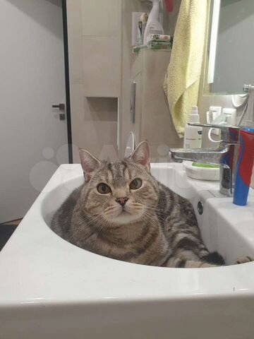 Котик Саймон scottish straight