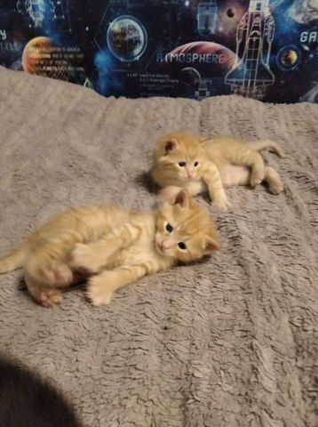 Отдам котят в хорошие добрые руки одна девочка и д