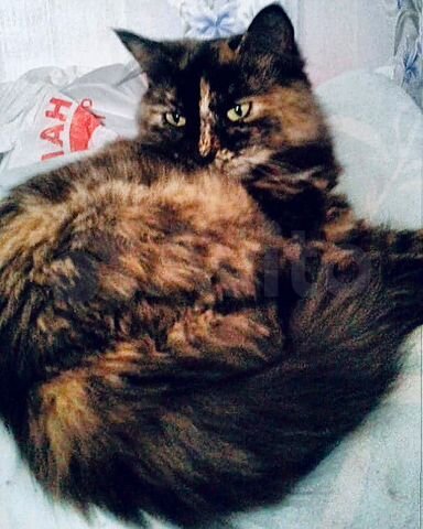 Пестрая красавица в добрые руки