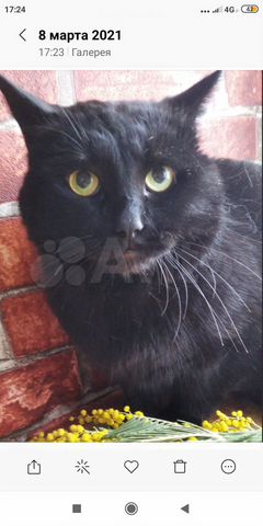 Крупный котик Гера ищет прежних/новых хозяев