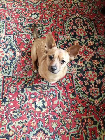 Собака порода той-терьер бесплатно