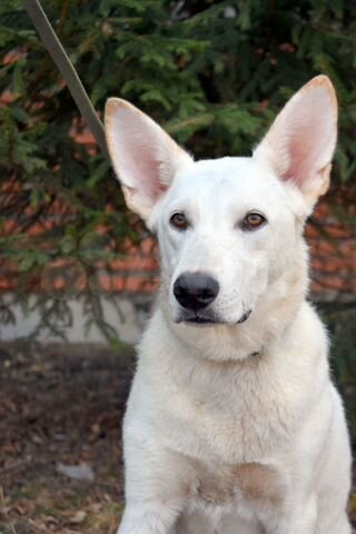 Щенок подросток Снежок 7месяцев. Кастрирован