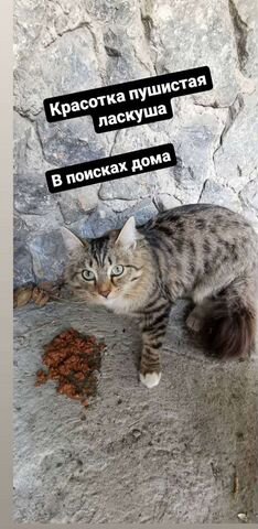 Ласковая кошечка/кот в поисках дом