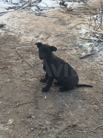 Щенки подросшие в добрые руки