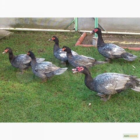 Инкубационное яйцо Голубой мускусной утки Германия