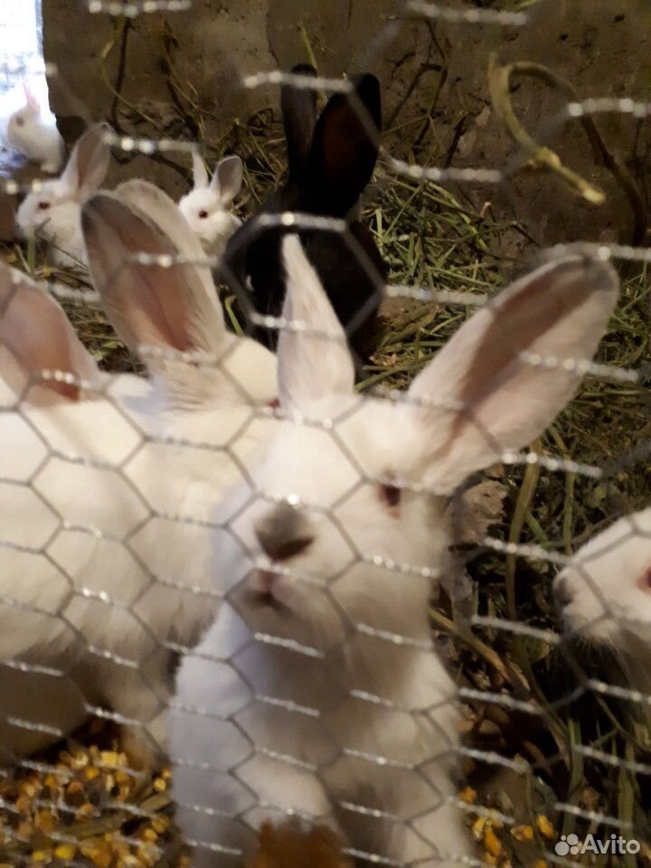 Кролики от 1месеца до 1года (цена за месяц)